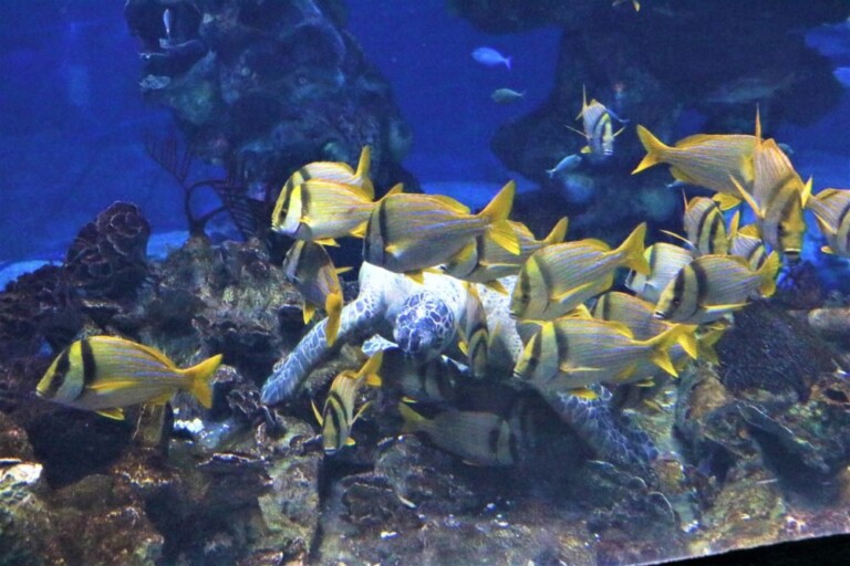 Scuba Diving at Epcot DiveQuest - The Florida Travel Girl