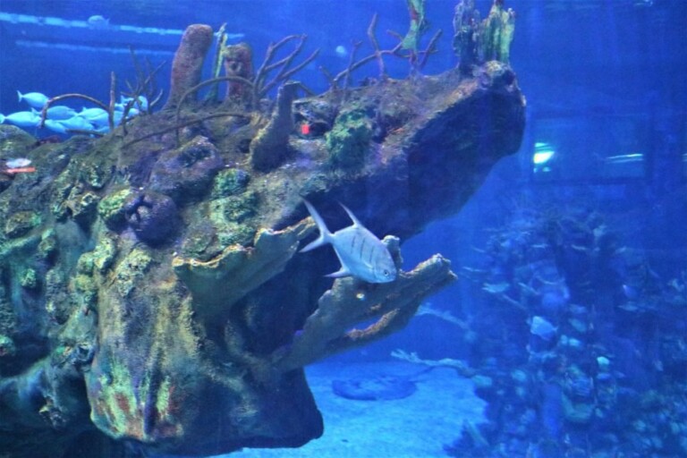 Scuba Diving at Epcot DiveQuest - The Florida Travel Girl