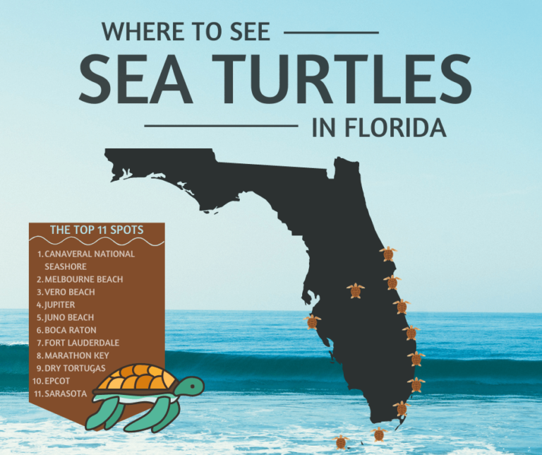 Where to See Sea Turtles in Florida: 11 Top Spots for 2022