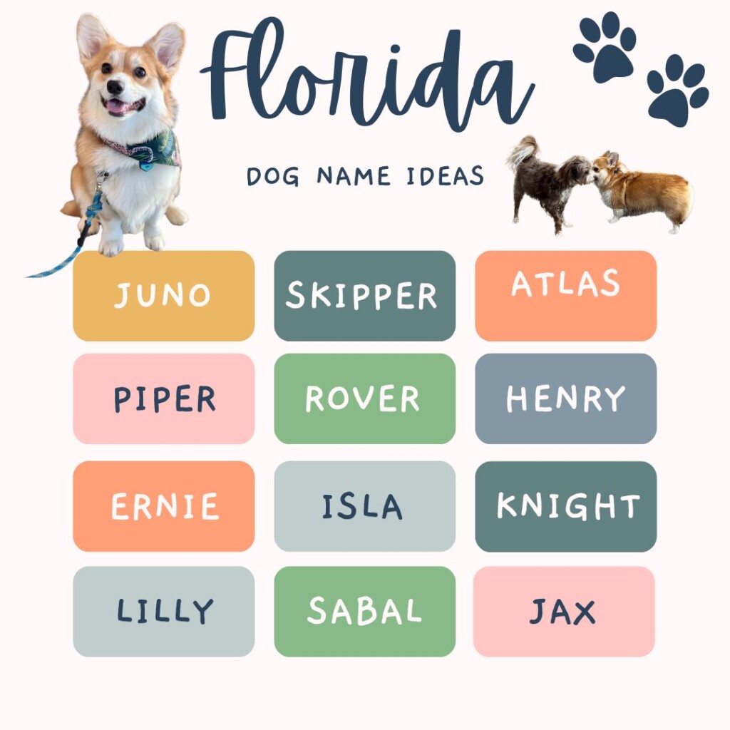 90 Florida Dog Name Ideas for Sunshine State Pups - The Florida Travel Girl