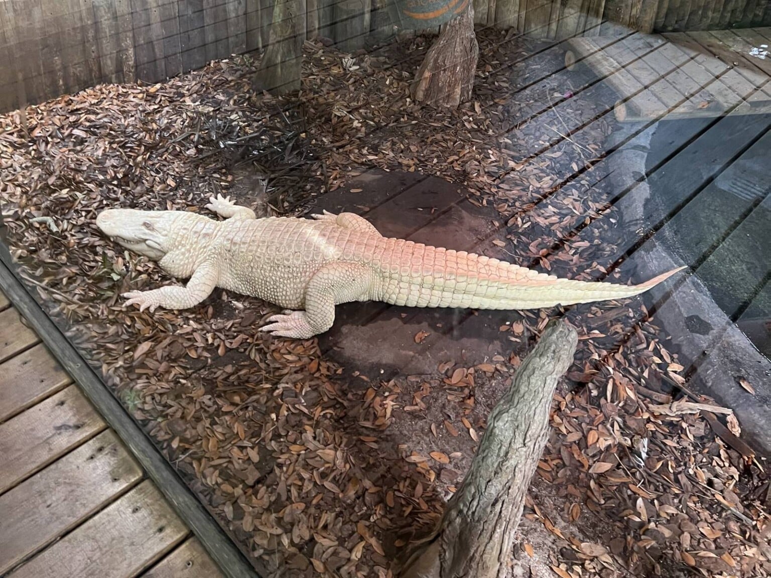 10 Insane Things to See at the St. Augustine Alligator Farm - The ...